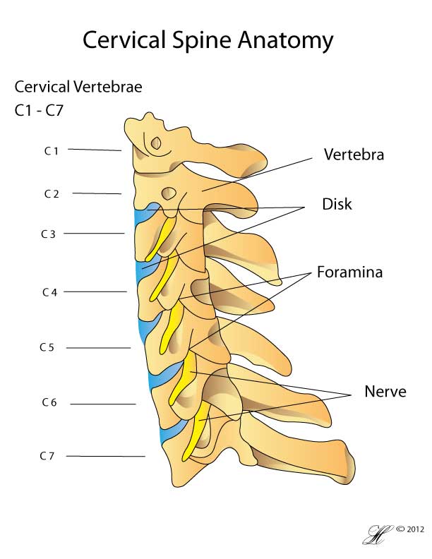 Is Your Shoulder Pain Originating From Your Neck? - The Spine and ...